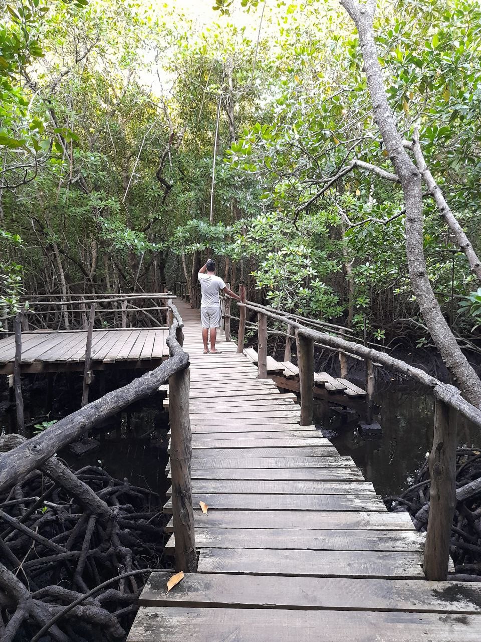 Masingini Forest Reserve - Halisi Africa Tours